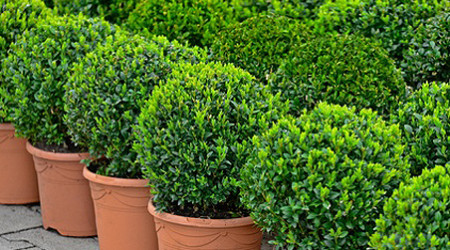 Buchsbaum - Balkonania