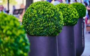 Buchsbaum | Tipps zu Standort und Pflege sowie überwintern auf dem Balkon